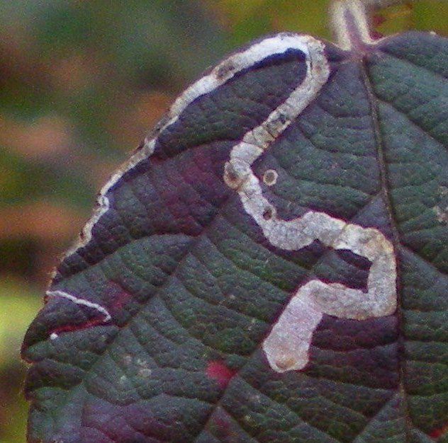 Fiches espèces Shna-Ofab