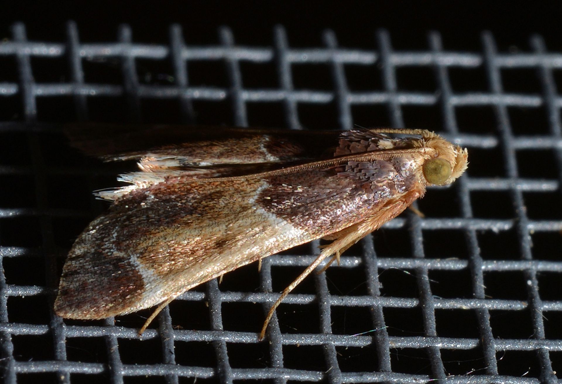 Fiches espèces Shna-Ofab