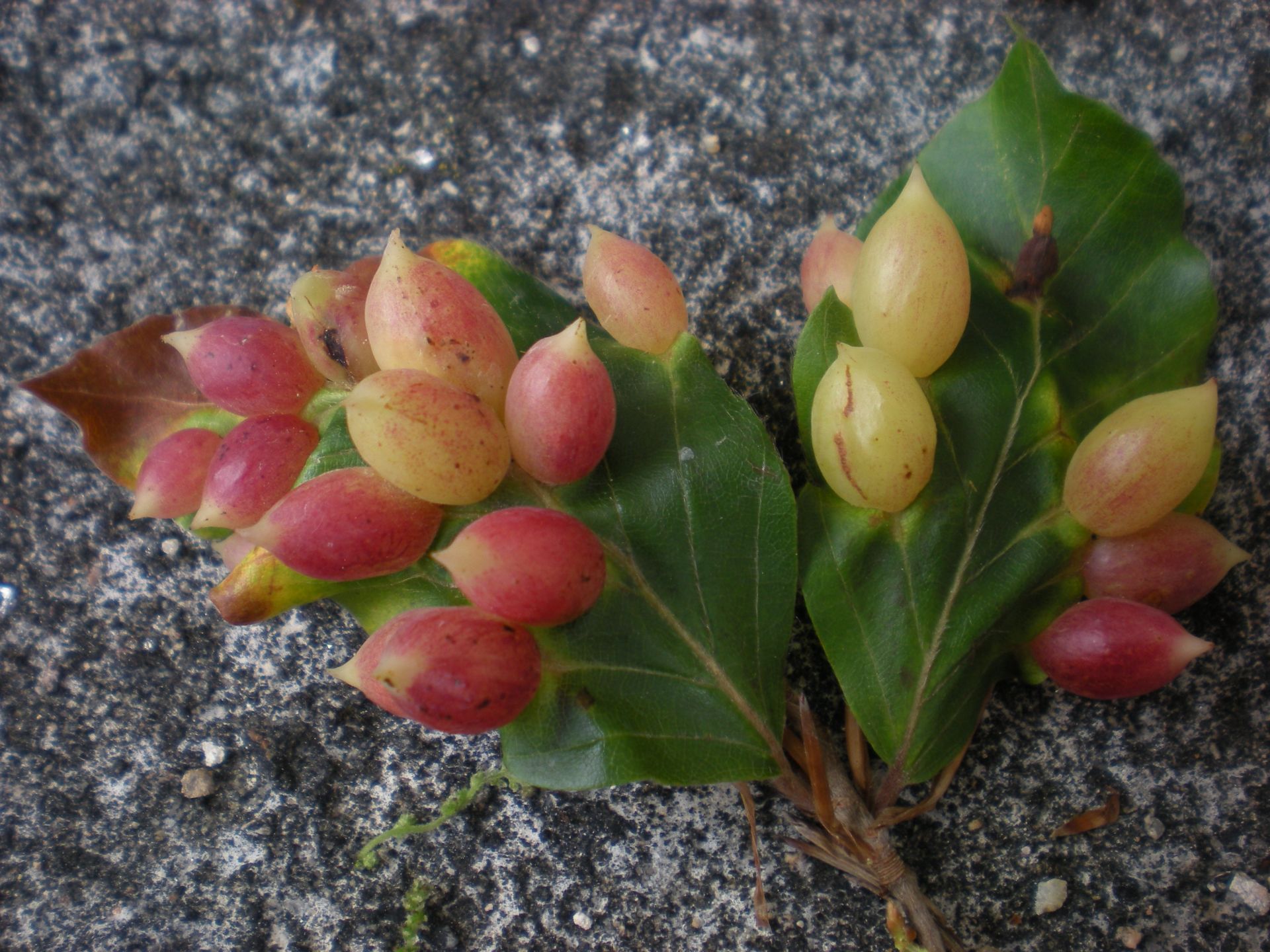 Fiches espèces Shna-Ofab