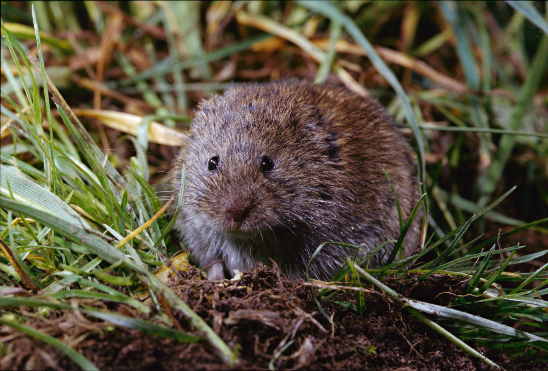 Fiches espèces Shna-Ofab