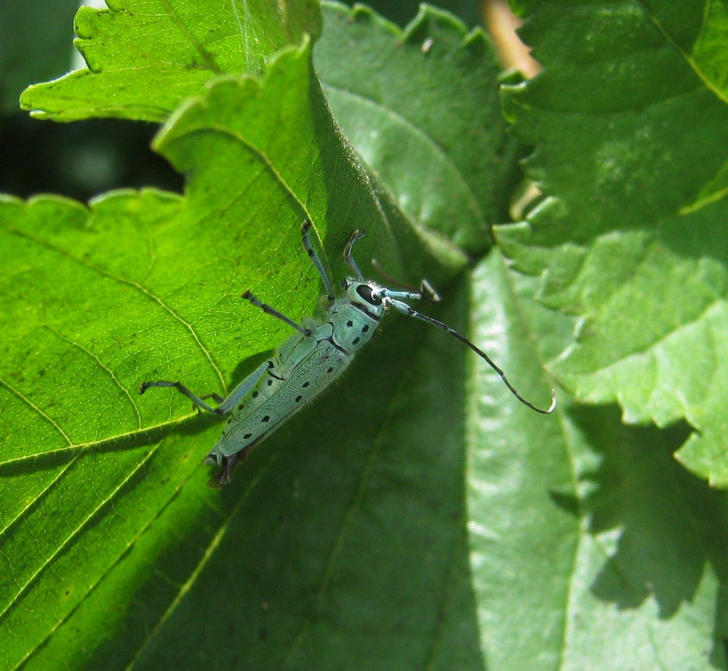 Fiches espèces Shna-Ofab