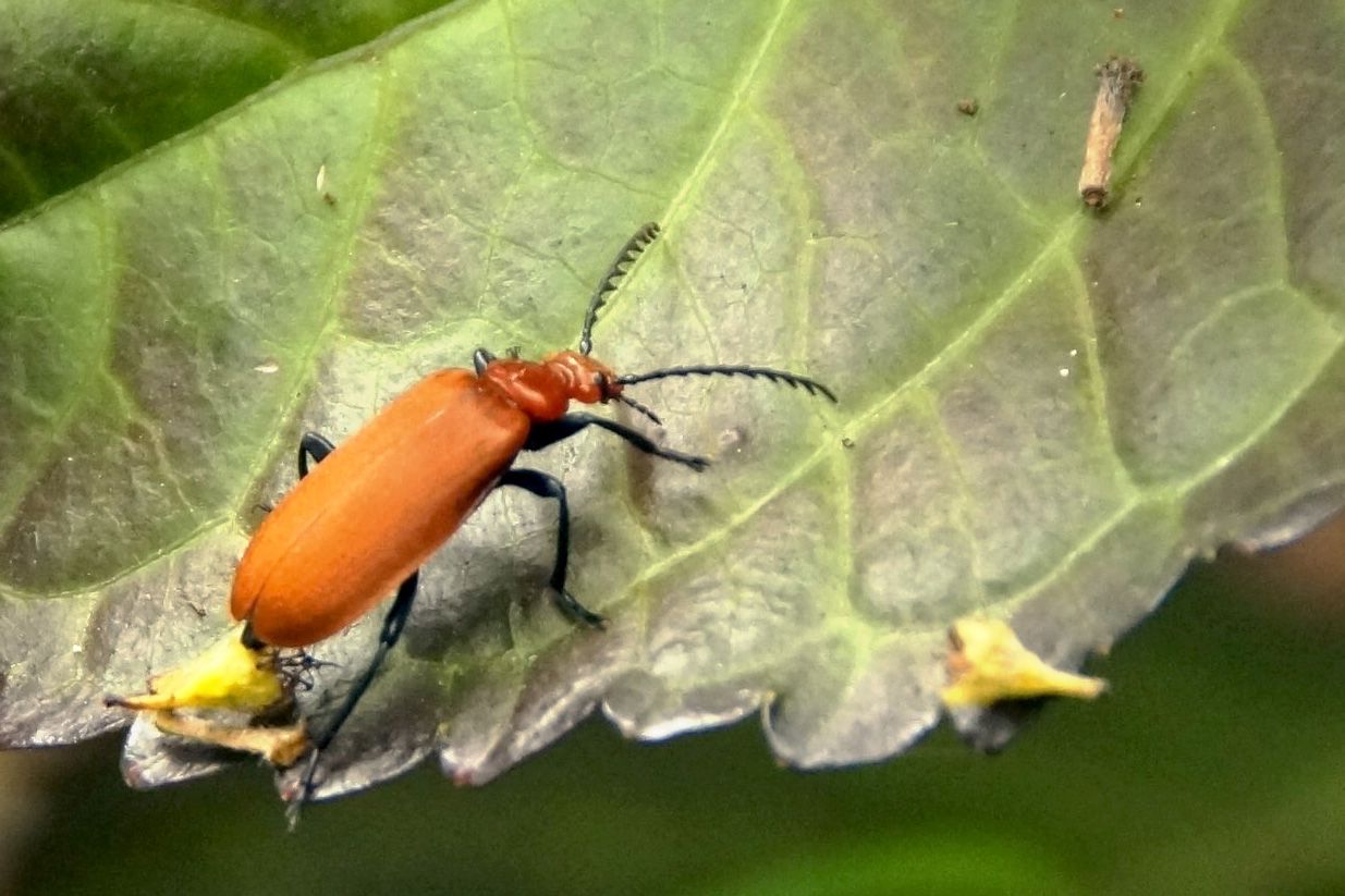 Fiches espèces Shna-Ofab