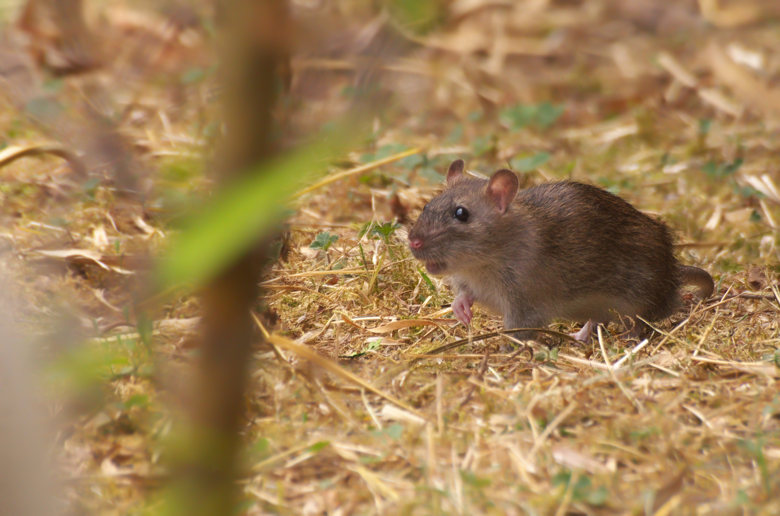 Fiches espèces Shna-Ofab