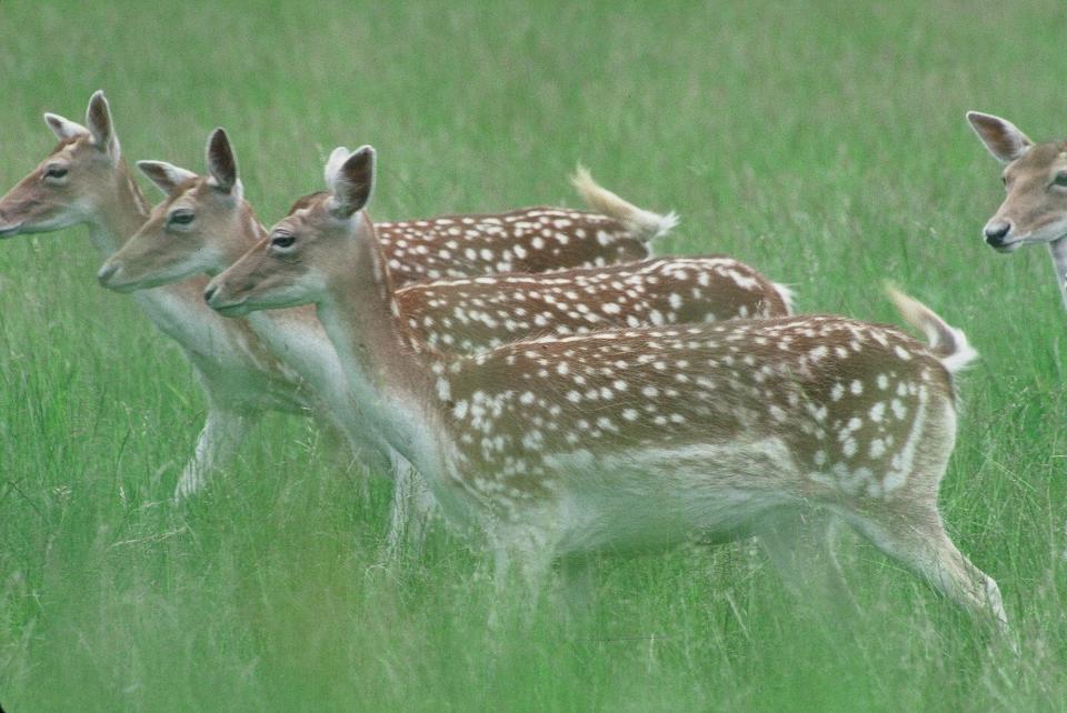 Fiches espèces Shna-Ofab