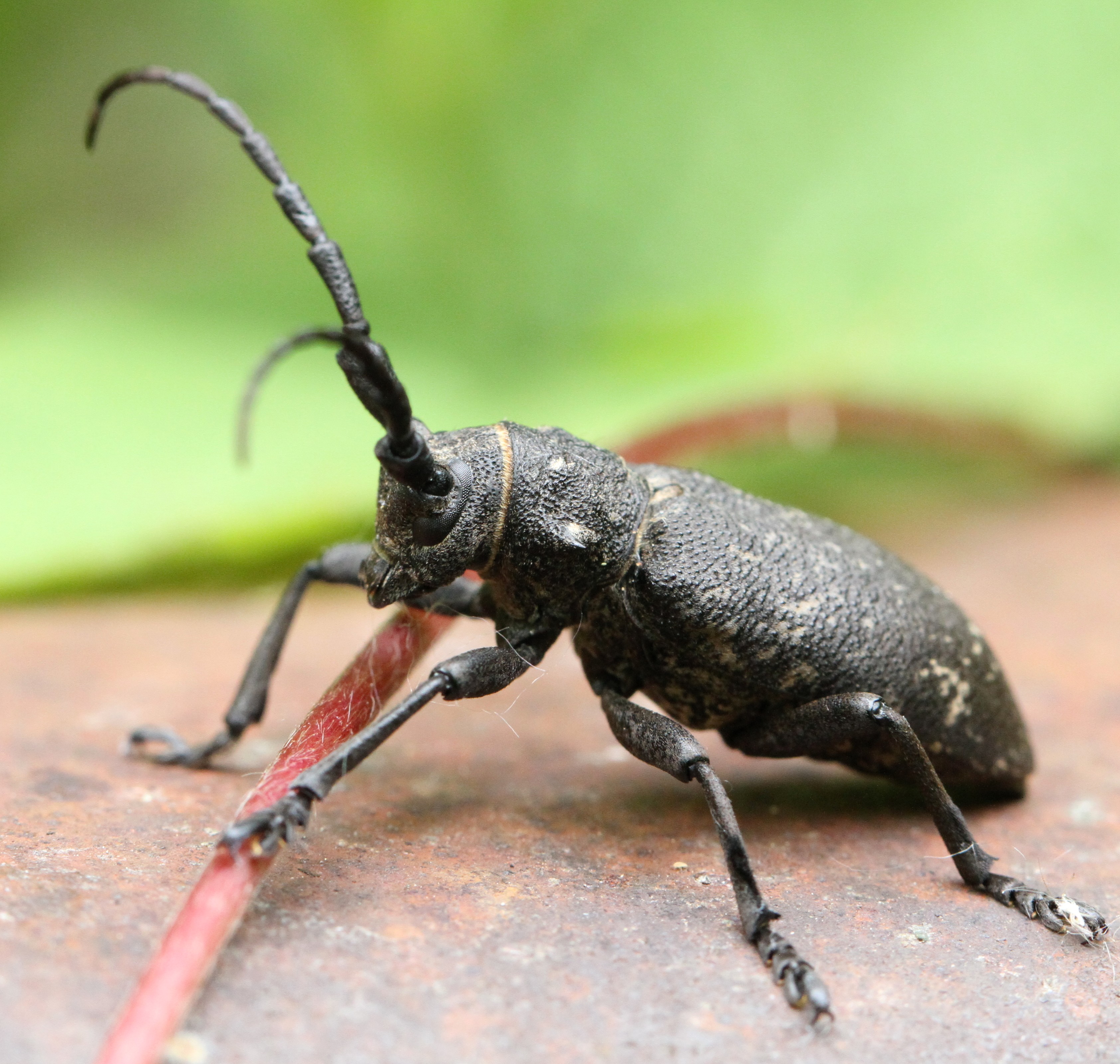 Fiches espèces Shna-Ofab