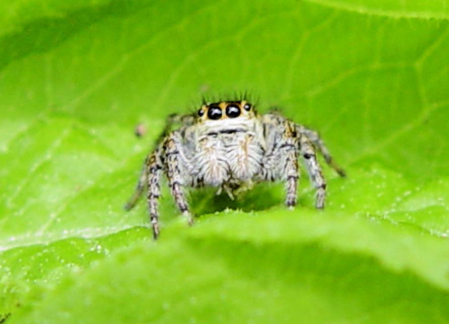 Fiches espèces Shna-Ofab